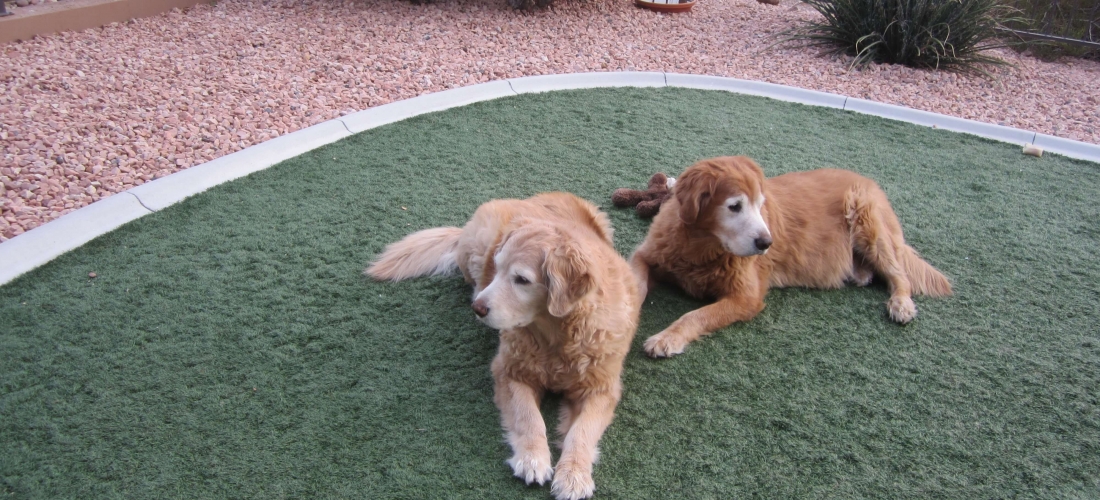 Gus and Ginger – GRRSN